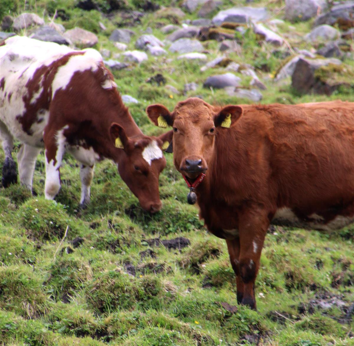 Videreutdanning innen verdiskapning, bærekraft og sirkulær økonomi ...